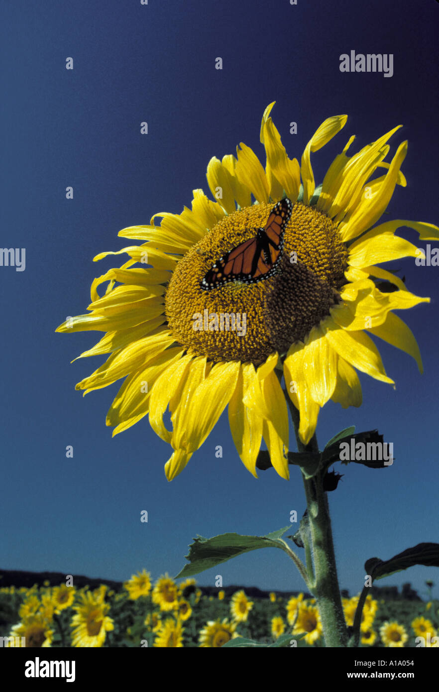 Summer Monarch butterfly, Danaus plexippus, perches on a sunflower in a ...