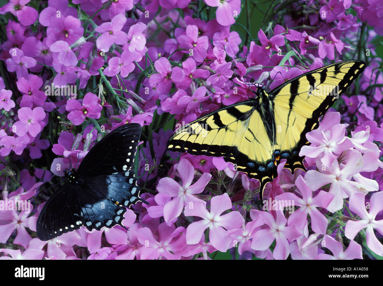 Types Of Purple Butterflies