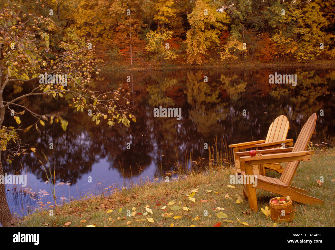 Cedar tree four seasons hi-res stock photography and images - Alamy