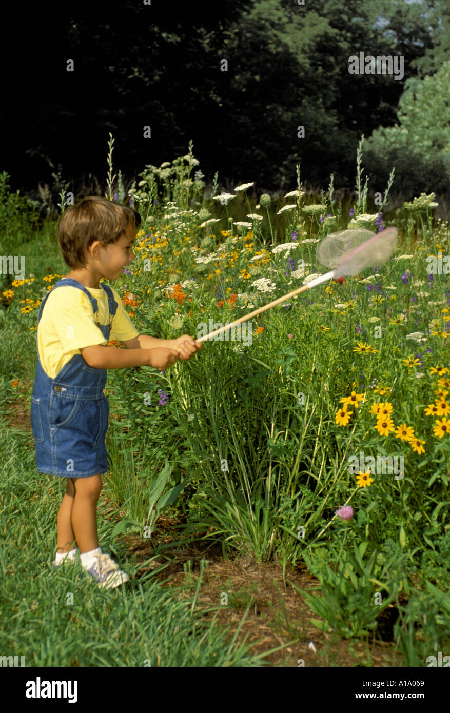 Boy catching butterflies High Resolution Stock Photography and Images ...