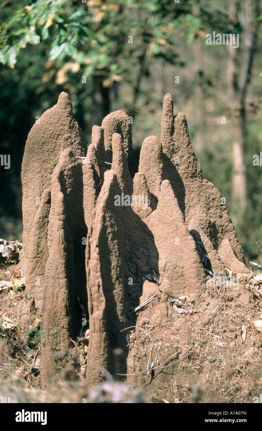 Termitess nest hi-res stock photography and images - Alamy