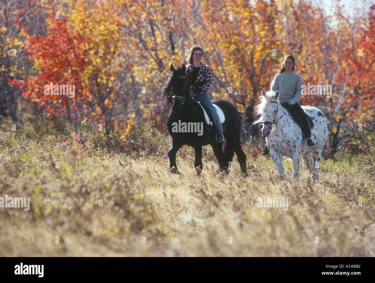 Women trail riding in meadow with fall foliage Stock Photo - Alamy