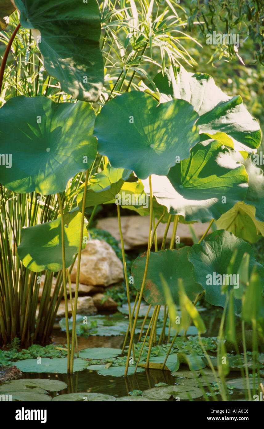 Lotus leaves pond hi-res stock photography and images - Alamy