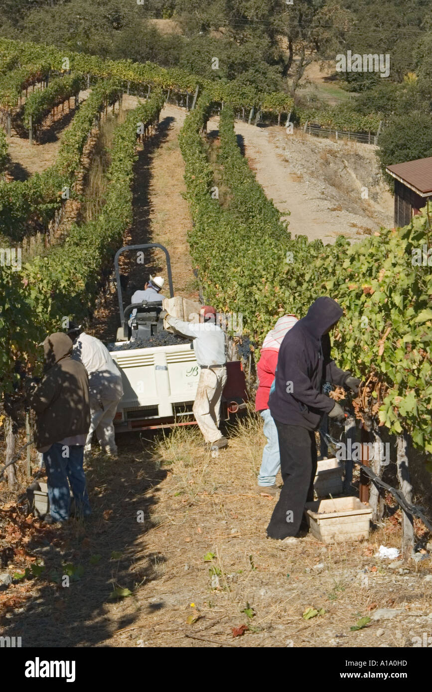 California Napa Valley Yountville Morningside Vineyard grape harvest ...