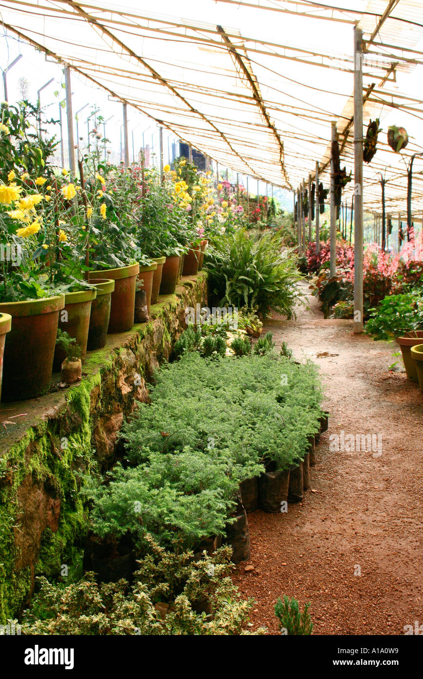 A plant nursery in Munnar Stock Photo - Alamy