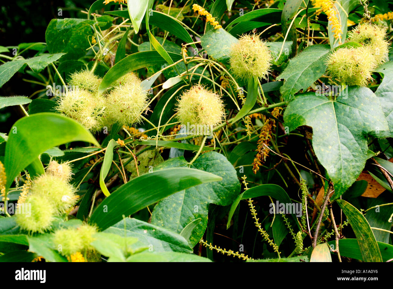 Fluffy yellow flowers hi-res stock photography and images - Alamy