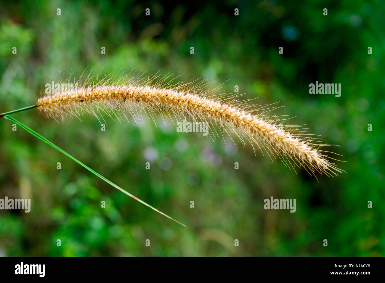 Golden tuft hi-res stock photography and images - Alamy
