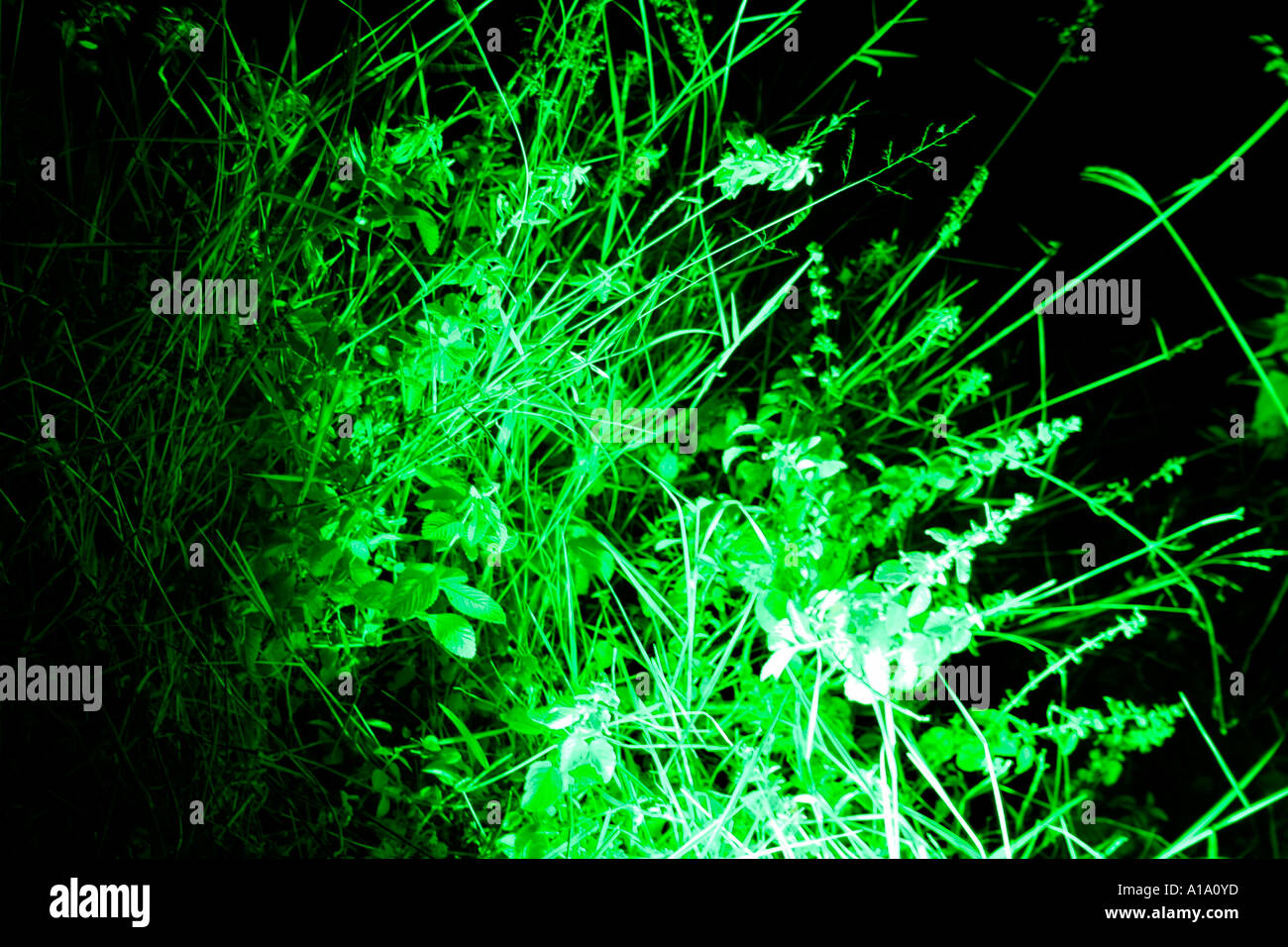 Lighting up the greenery Stock Photo - Alamy