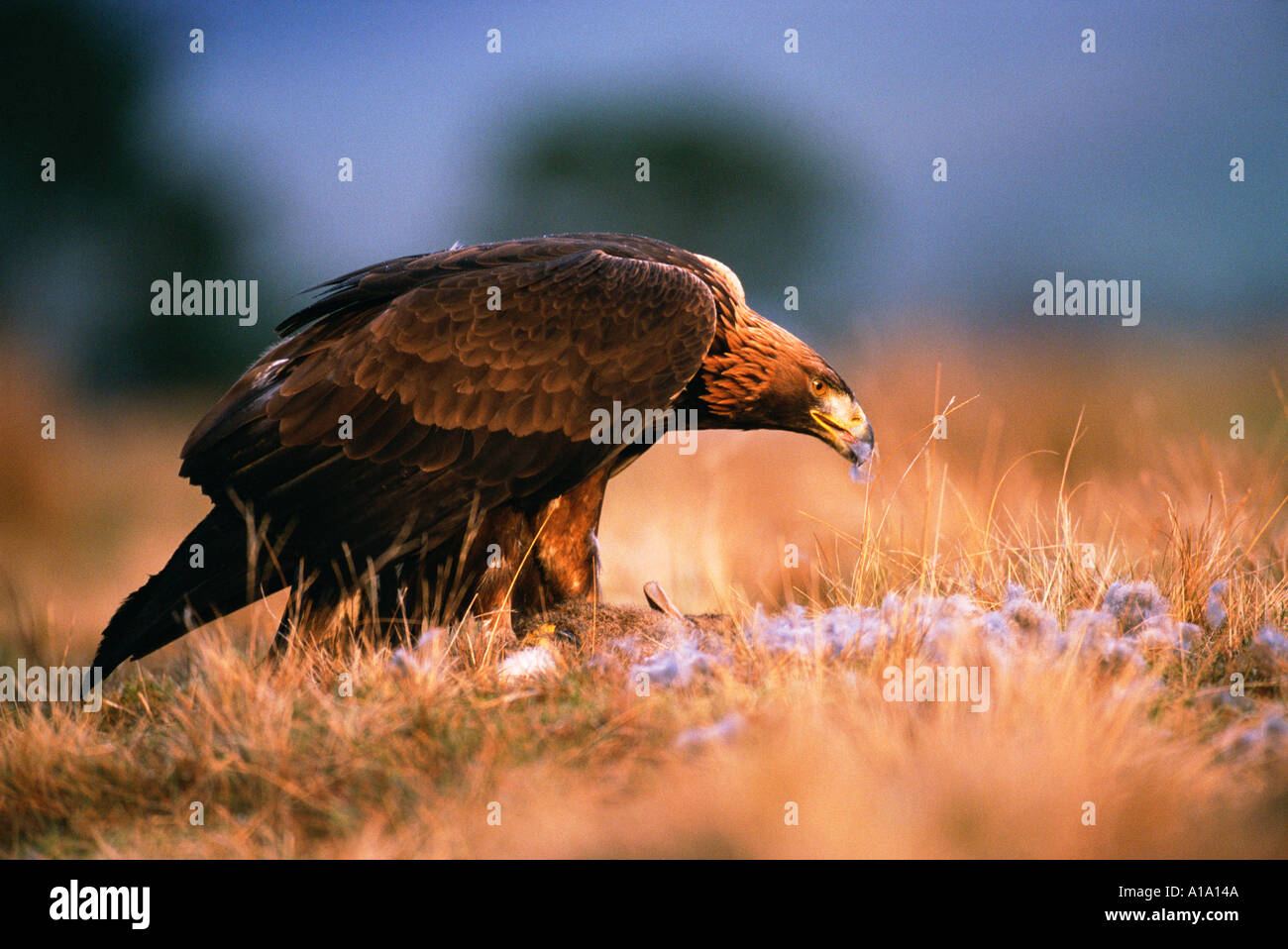 Golden eagle Aquila chrysaetos sub adult on rabbit kill Controlled ...
