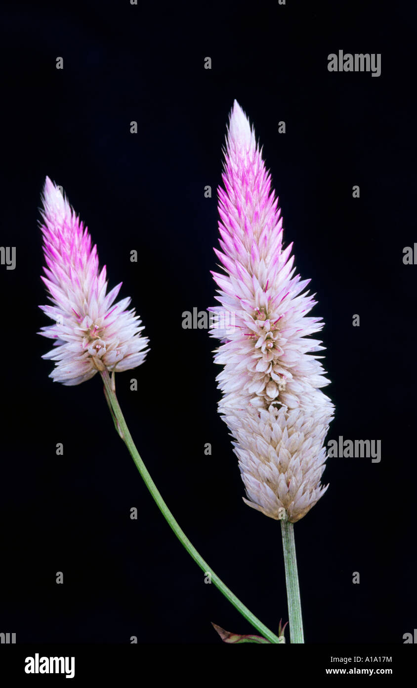 Cock’s comb, Kombada , Celosia argentea, Mulshi Maharashtra Stock Photo ...