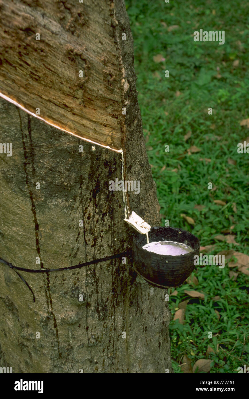 Rubber tree with sap running into cup attached to the tree Kerala India ...