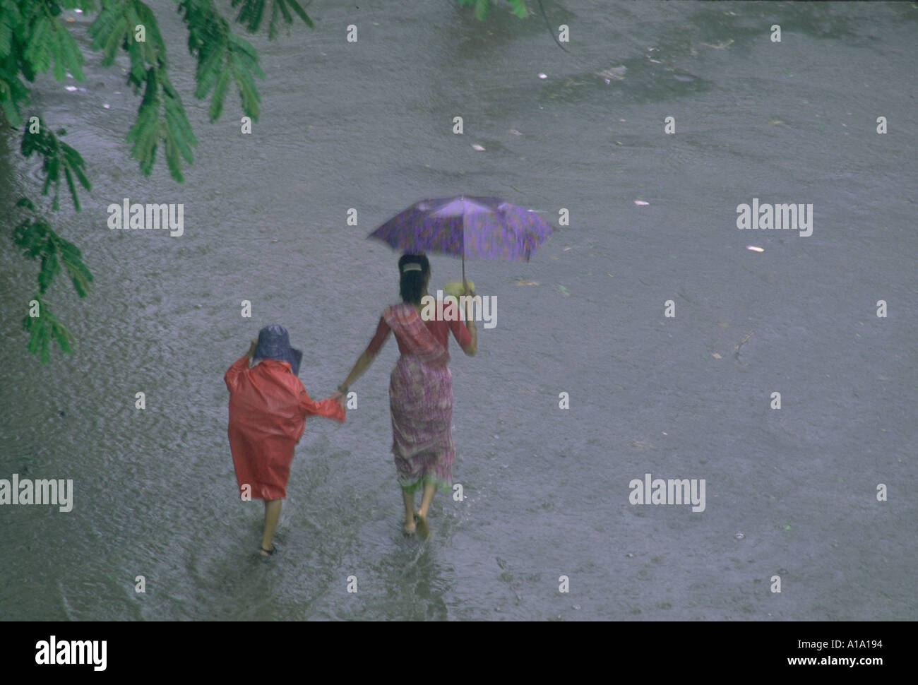 Indian woman wearing a sari and carrying an umbrella in the rain ...