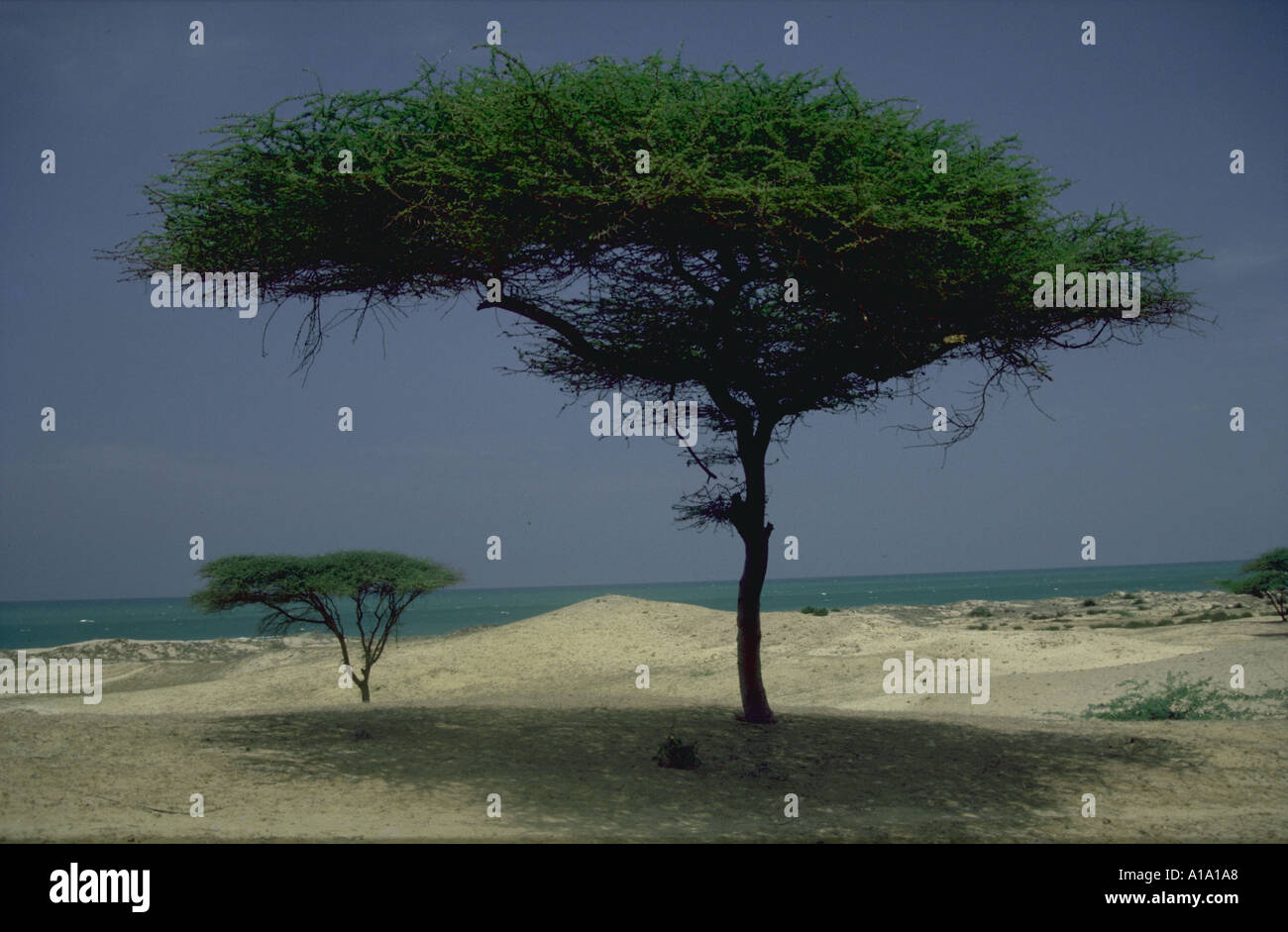 Acacia trees in the desert at Kanyakumari Tamilnadu India Stock Photo ...