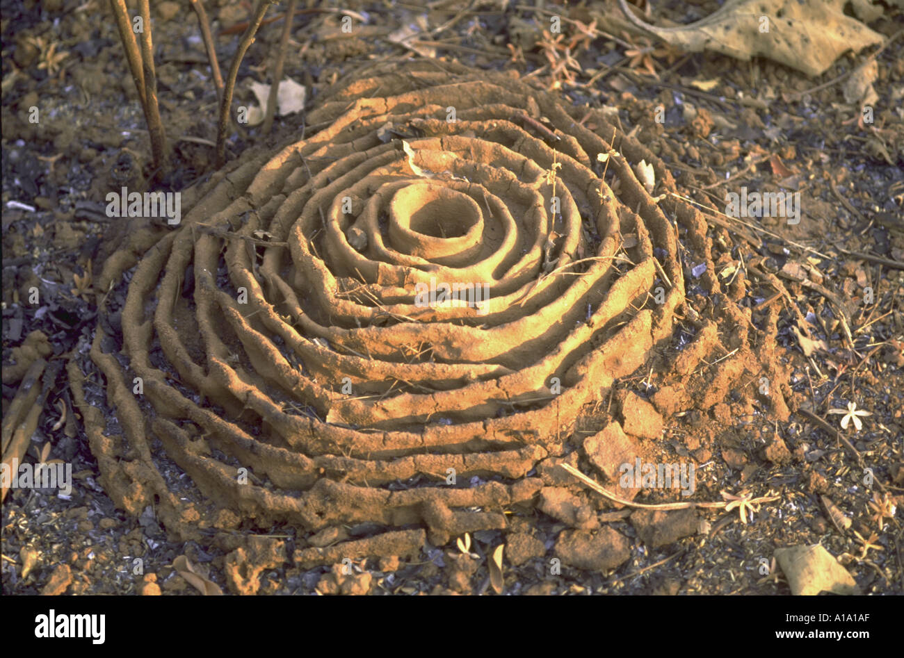 Multiple levels of harvester ant's nest India Stock Photo - Alamy