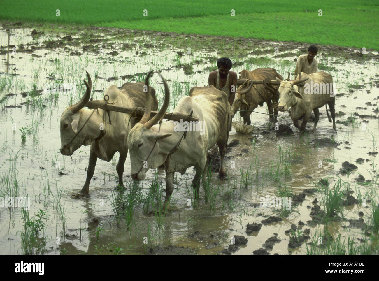 Oxen teams ploughing in flooded field Stock Photo - Alamy