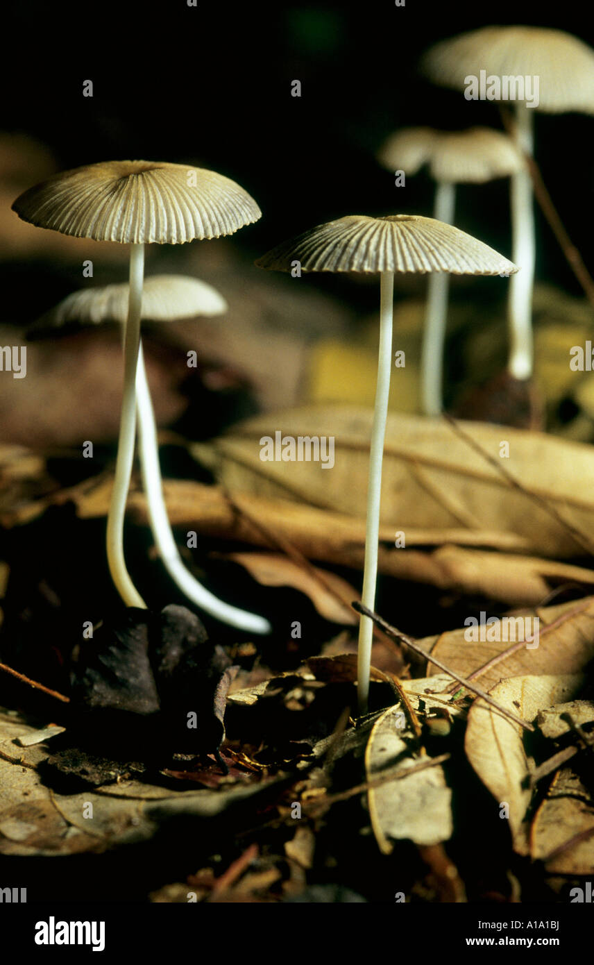 Cave fungus hi-res stock photography and images - Alamy
