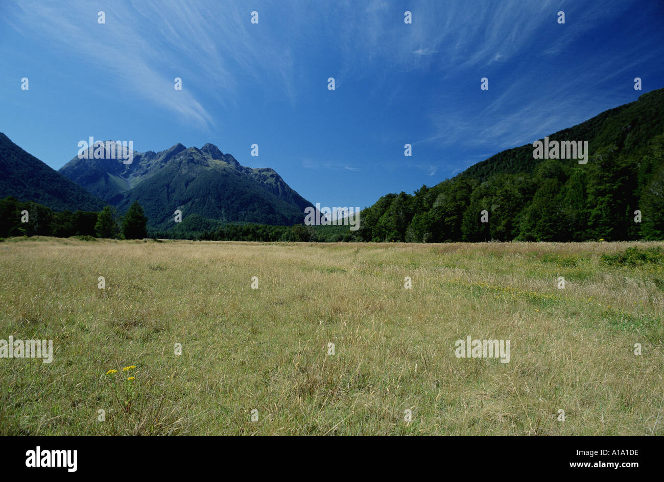 Open forest meadow distant hi-res stock photography and images - Alamy