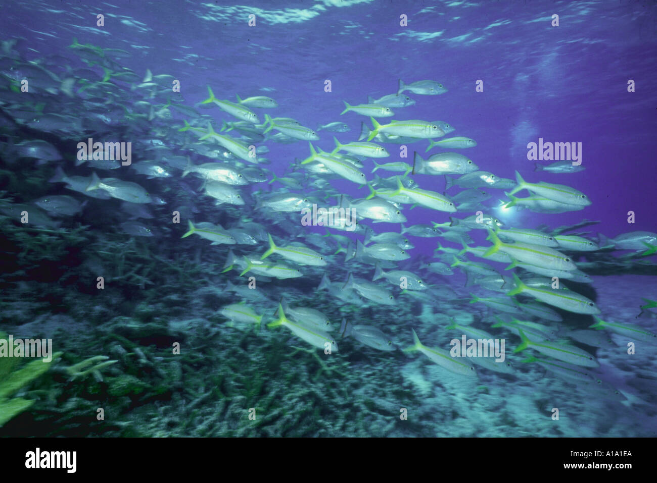 Underwater view of school of fish swimming by reef Stock Photo - Alamy