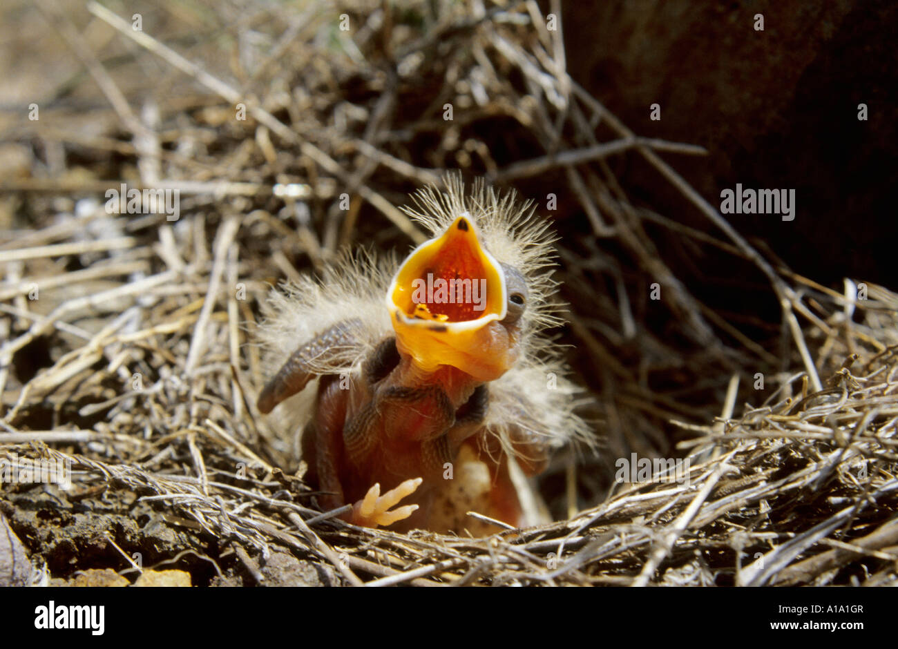 Black bellied finch lark sibling bird in its nest, Dive-ghat, pune ...