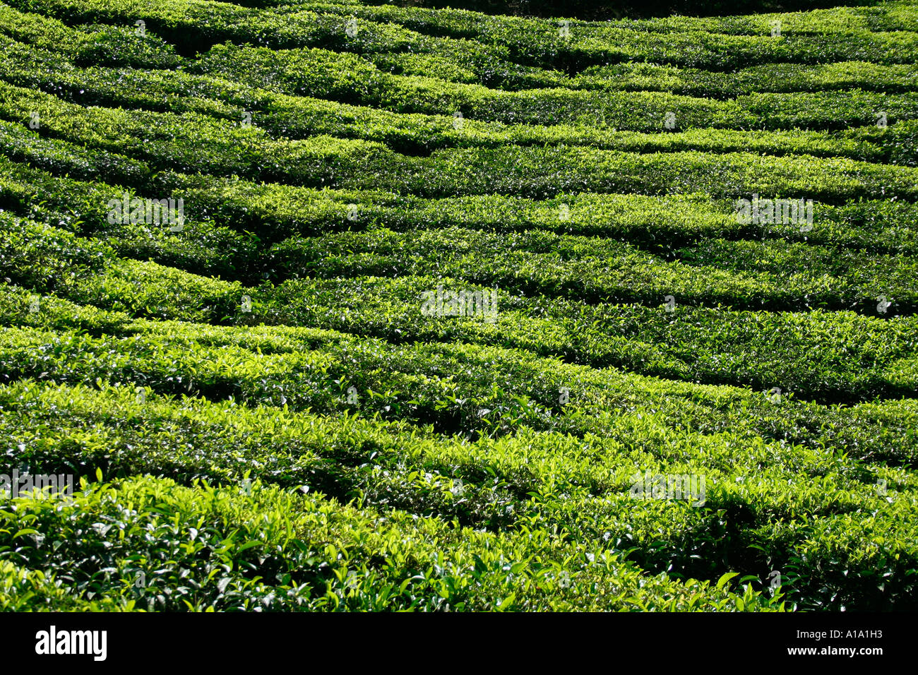 Tea Estate in Munnar, Kerala Stock Photo - Alamy