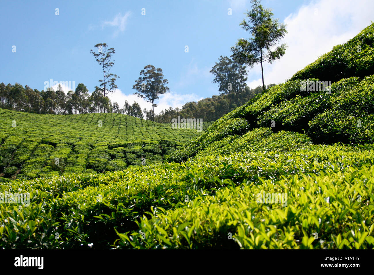 A tea estate in Munnar, Kerala Stock Photo - Alamy