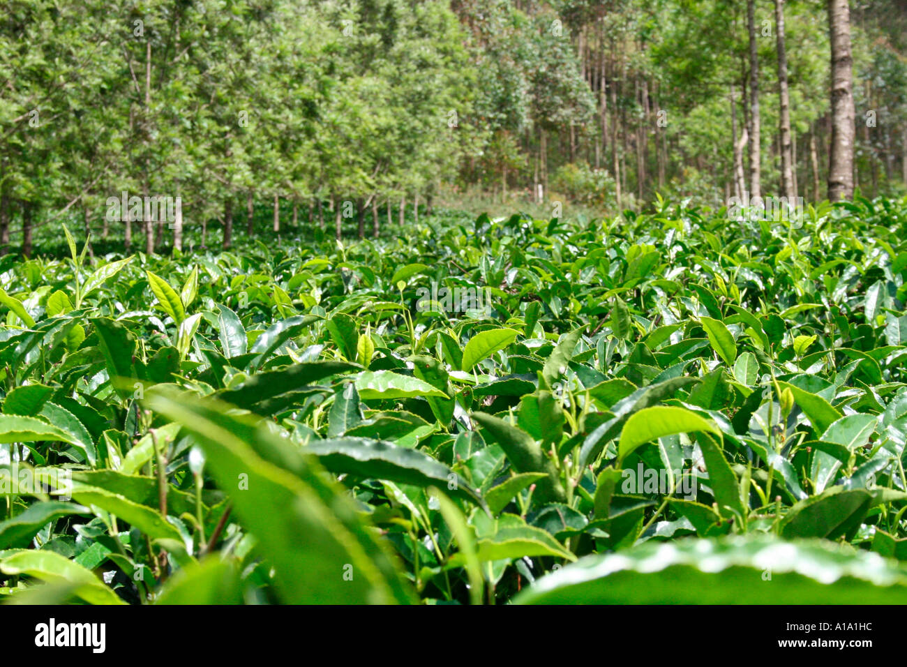 Tea Estate in Munnar, Kerala Stock Photo - Alamy