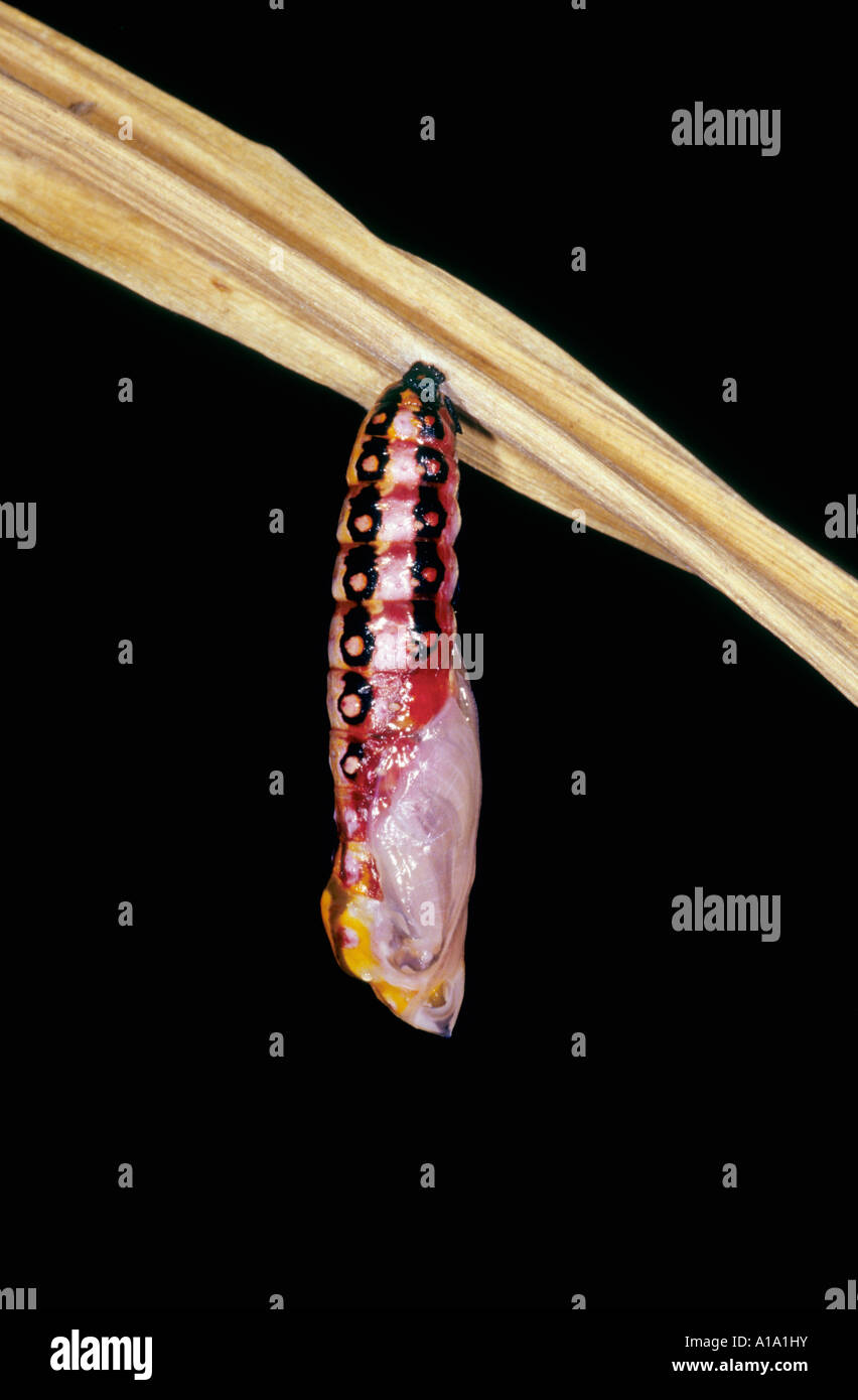 Tawny Coster (Pupa) hanging from a dry leaf, Pune, Maharashtra, India ...