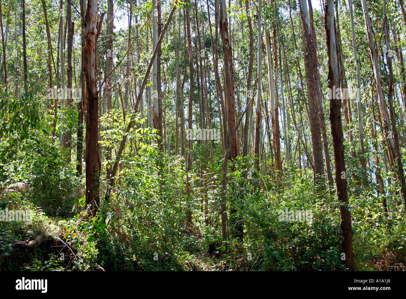 Collection of trees, Munnar Stock Photo - Alamy