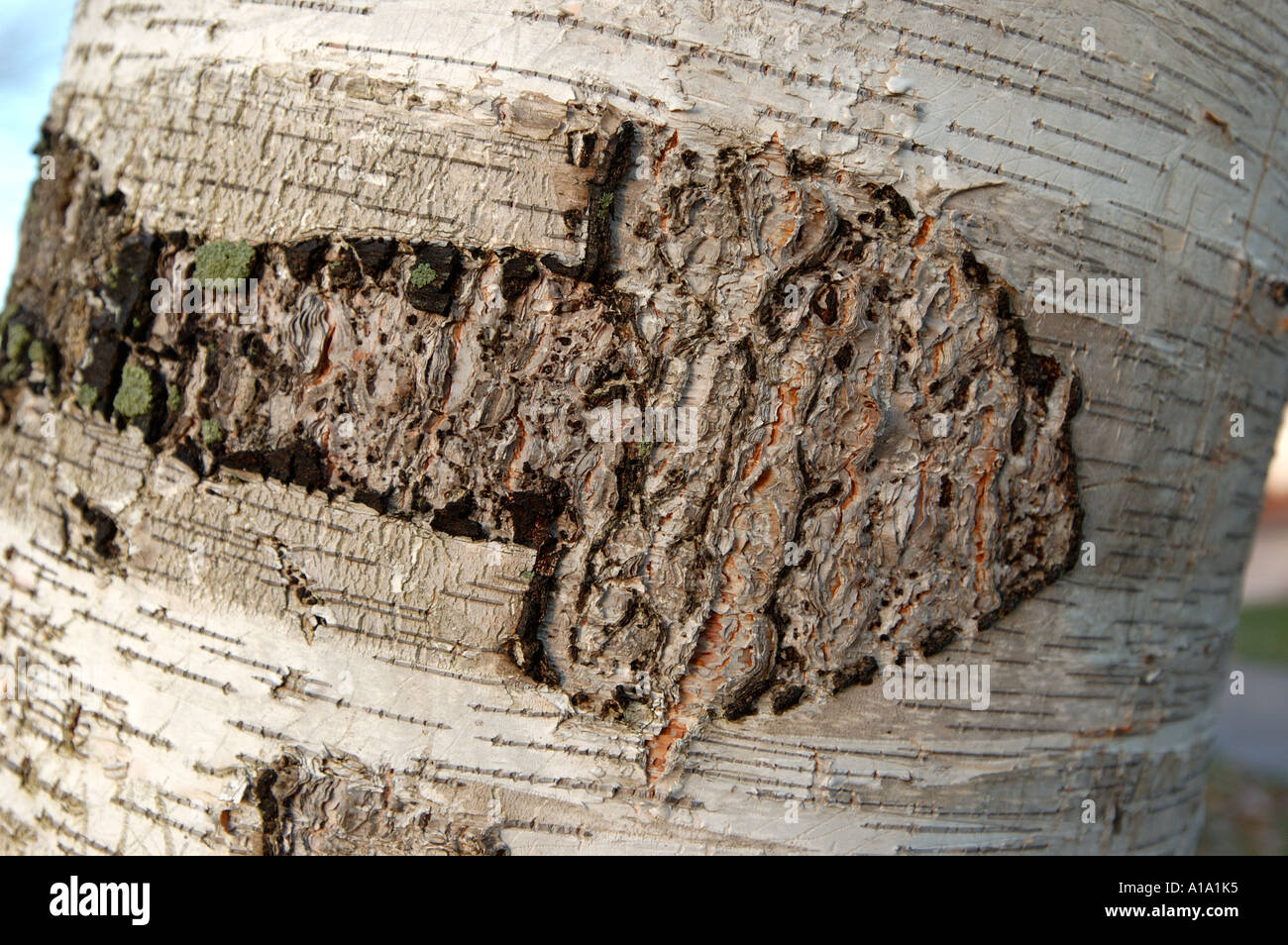 Birch Arrow High Resolution Stock Photography and Images - Alamy