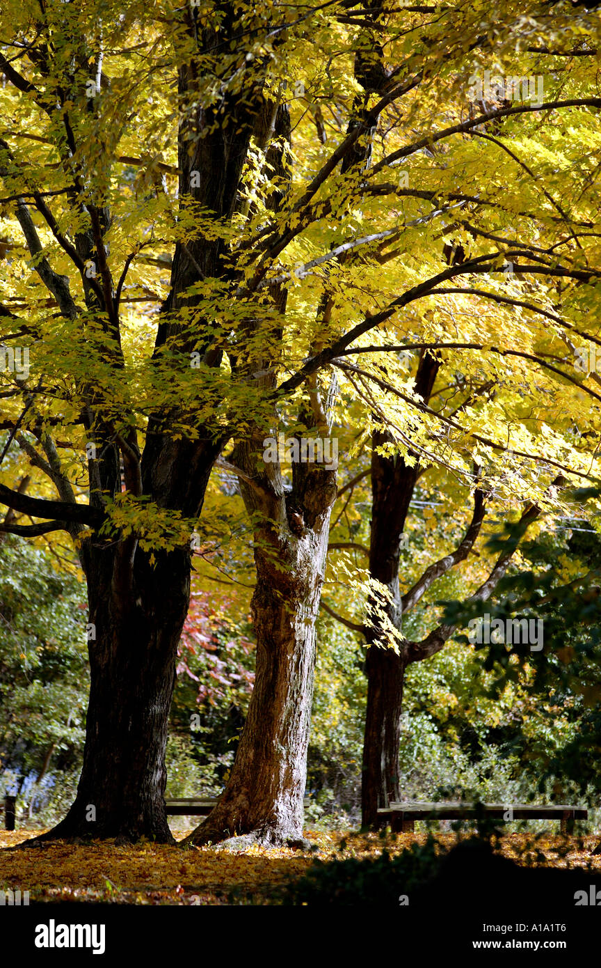 Tall oak trees during autumn Stock Photo - Alamy