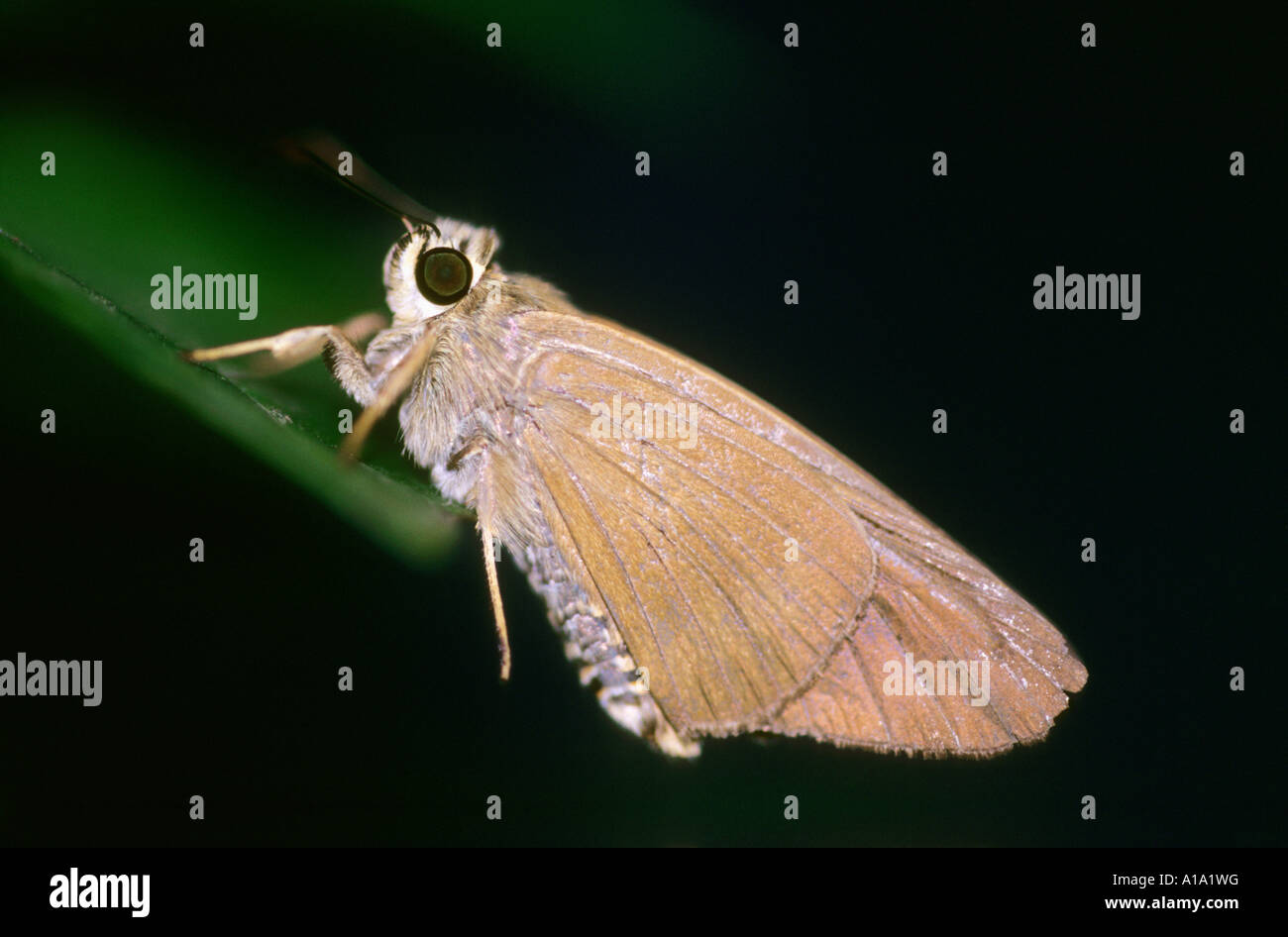 BROWN AWL Badamia exclamationis Butterfly sitting on a leaf. Closeup ...