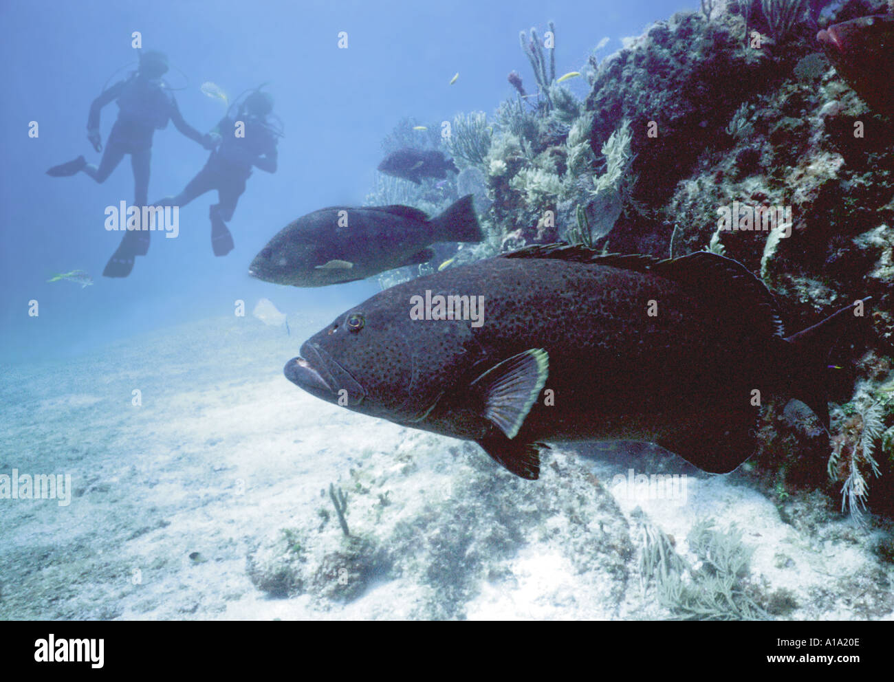 Underwater view of two people scuba diving with large grouper fish ...