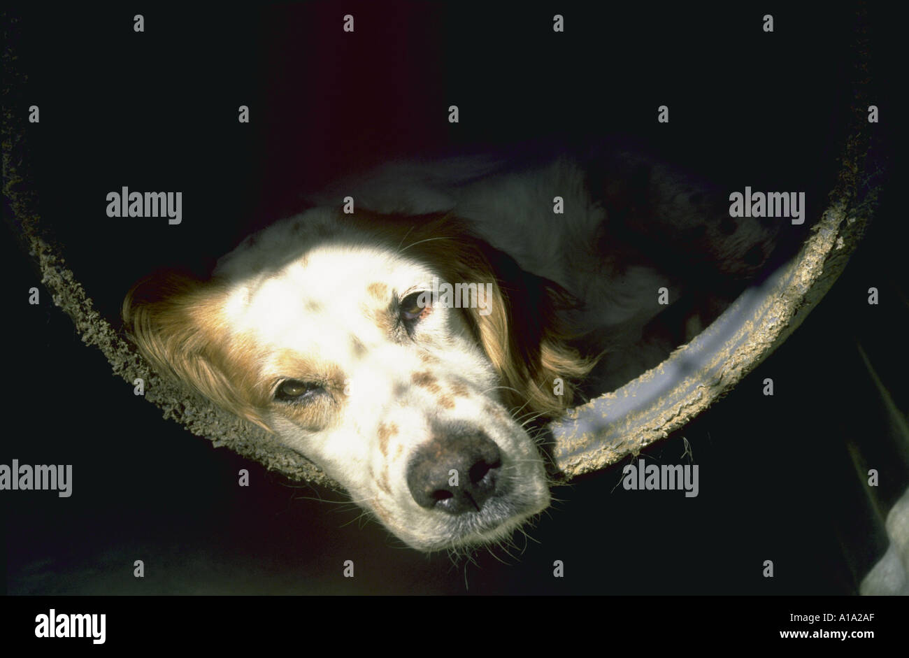 Face of an English Setter hunting dog resting in a kennel bed made from ...