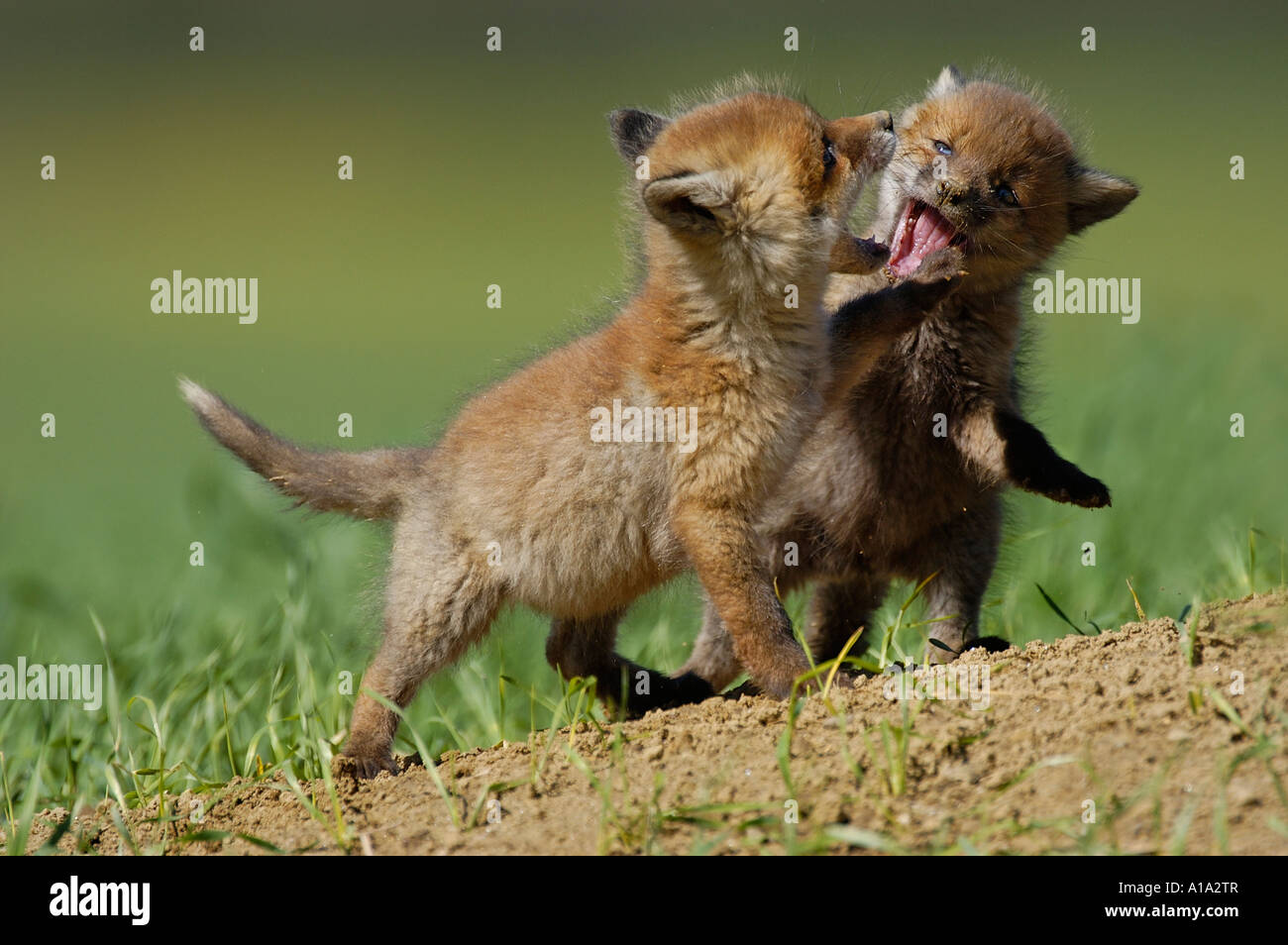 Foxes at play hi-res stock photography and images - Alamy
