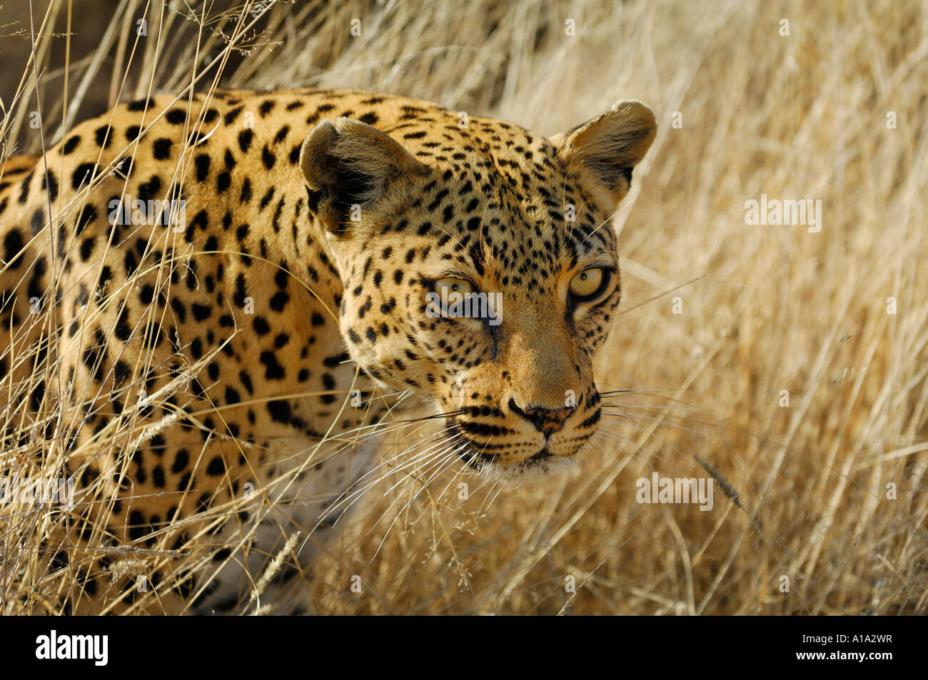 Leopard (Panthera pardus) Portrait in high grass Stock Photo - Alamy