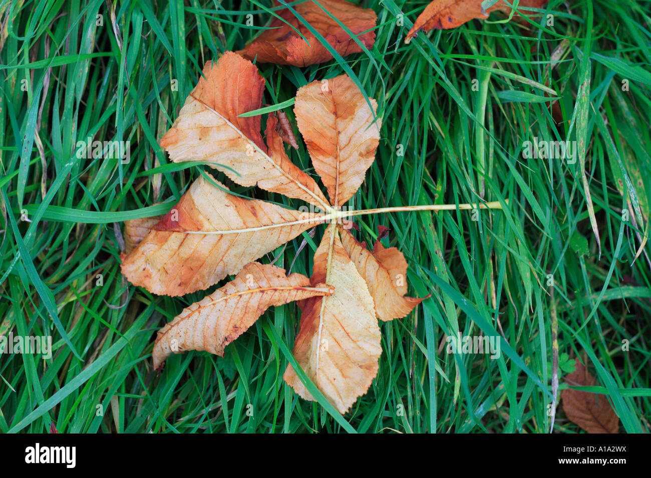 Autumn leaf Horse Chestnut tree fallen dead leaves Stock Photo - Alamy