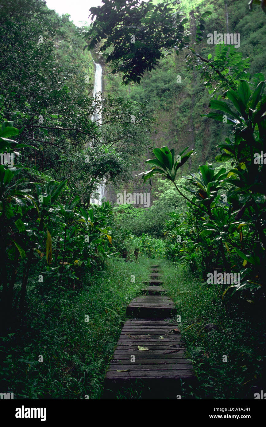 Wooden walkway of Pipiwai Trail leading to Waimoku Falls Maui Hawaii ...