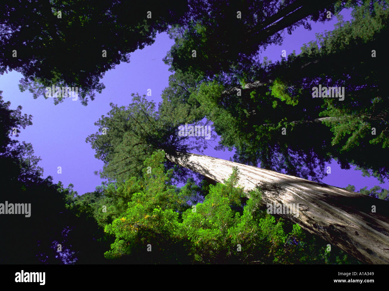 Looking up from the base of Redwood trees Stock Photo - Alamy
