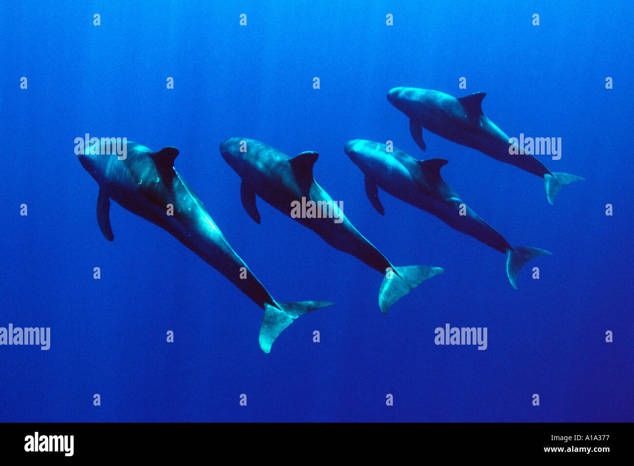 Killer Whale Pod Underwater High Resolution Stock Photography and ...