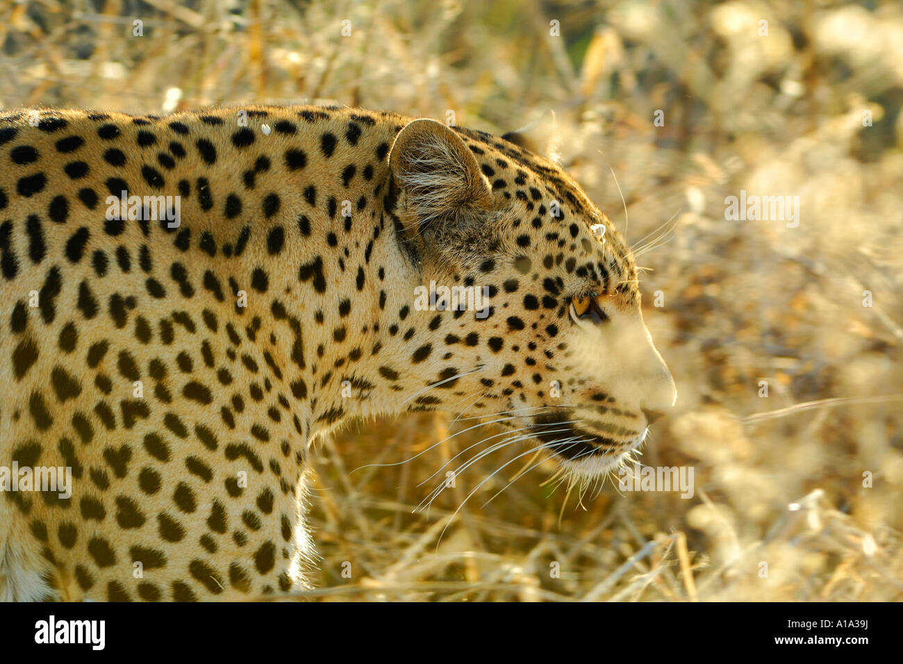 Leopard portrait panthera pardus hi-res stock photography and images ...