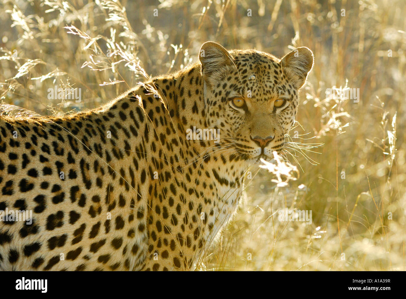 Leopard (Panthera pardus) in the last evening light Stock Photo - Alamy