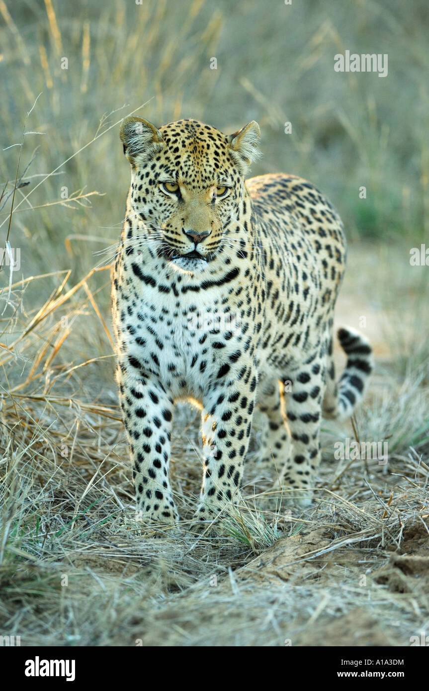Leopard (Panthera pardus) in evening light Stock Photo - Alamy