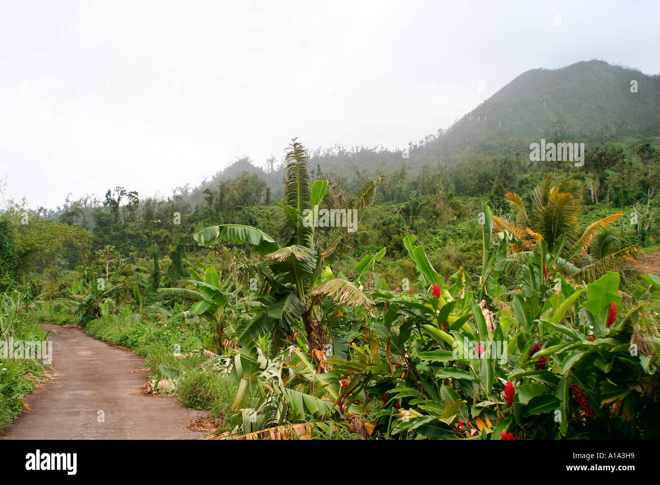 The hills in Northern Grenada Stock Photo - Alamy