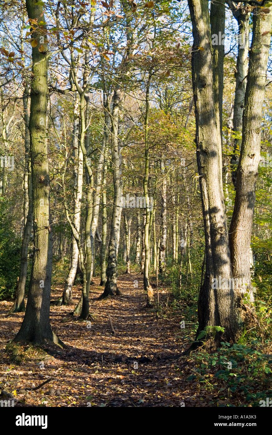 Winter Woodland footpath, Horsforth, North Leeds, yorkshire, England ...