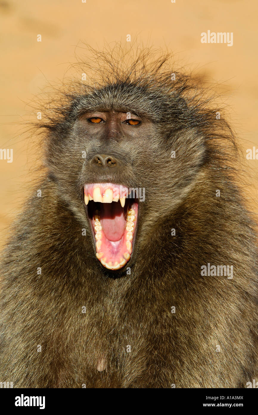 Savanna baboon yawning (Papio cynocephalus) Portrait Stock Photo - Alamy