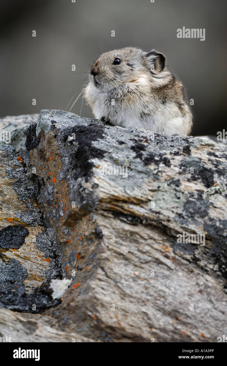 Collared Pika (Ochotona collaris) on his Lookout Stock Photo - Alamy