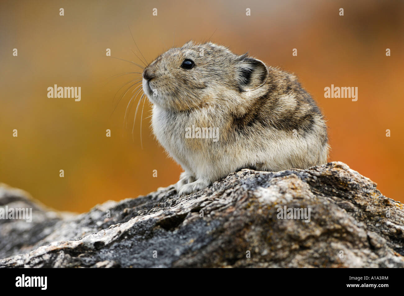 Collared Pika (Ochotona collaris) on his Lookout Stock Photo - Alamy
