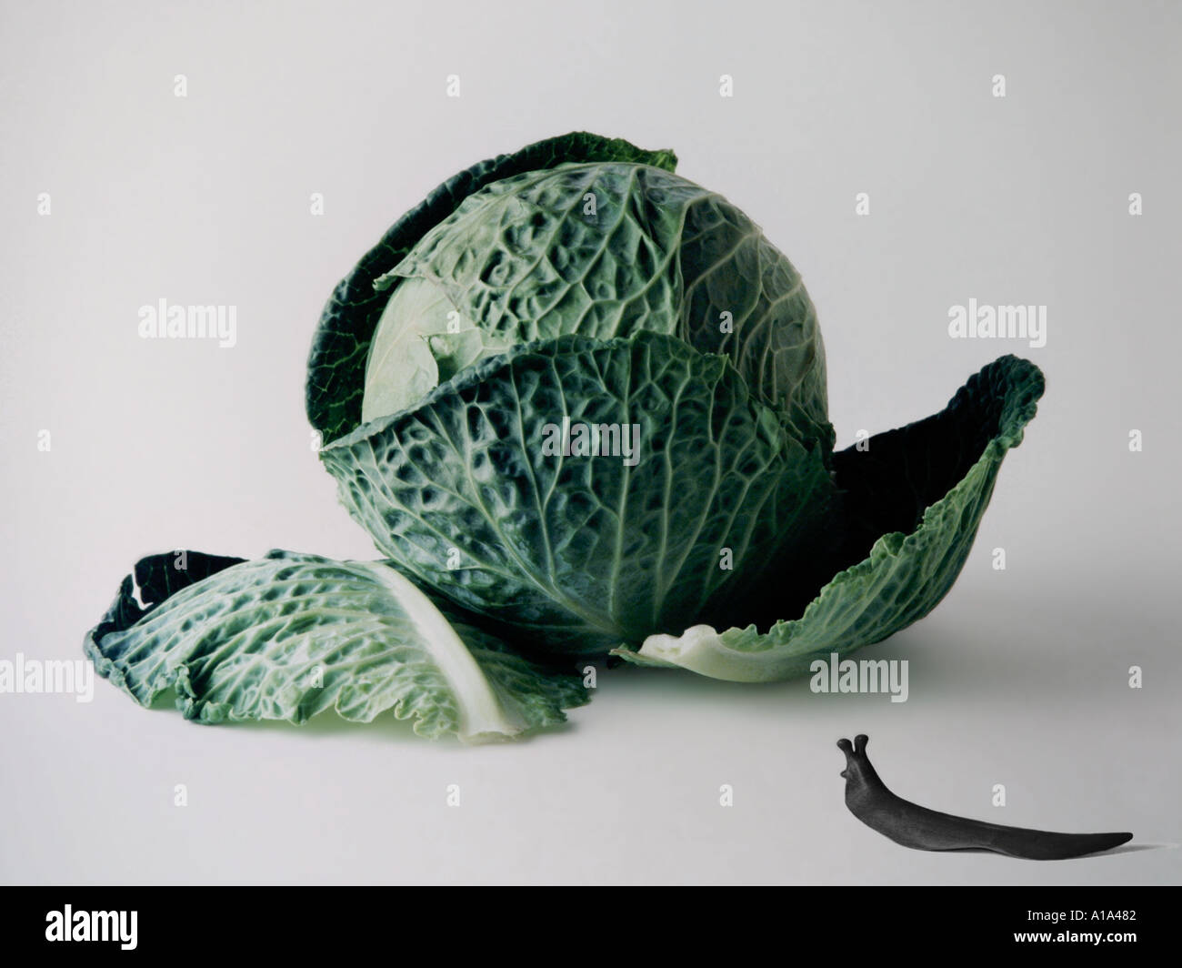 Slug and cabbage Stock Photo - Alamy