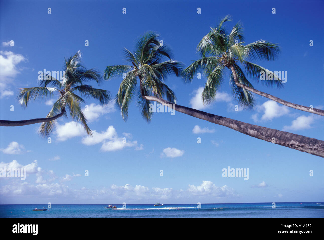 Plam trees sky hi-res stock photography and images - Alamy