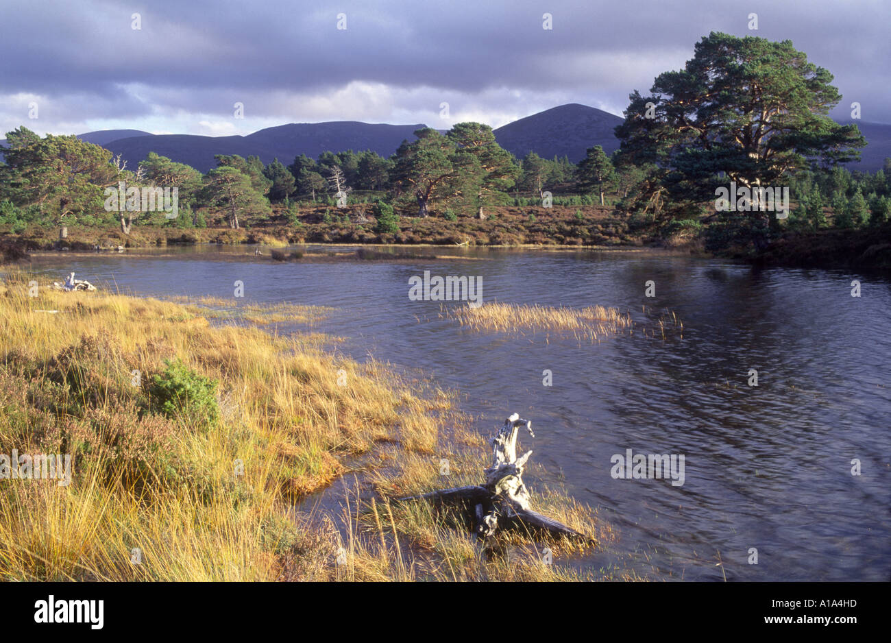 Lochan Deo Rothiemurchus Aviemore Stock Photo - Alamy